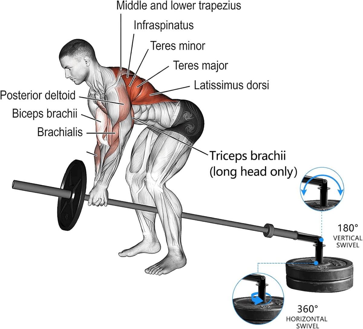 Essential Landmine Row Exercise Techniques and Benefits